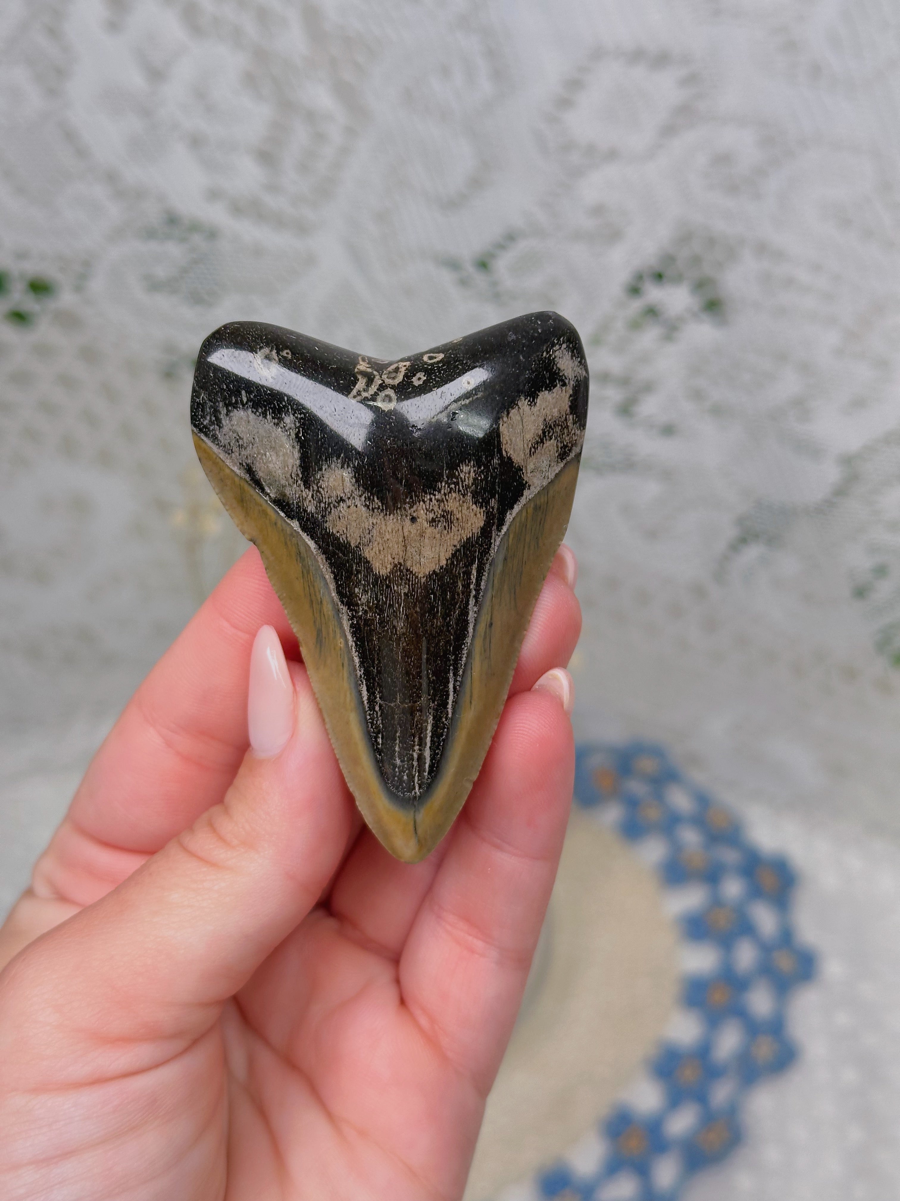 Polished Megalodon tooth – Earths Moon Crystals
